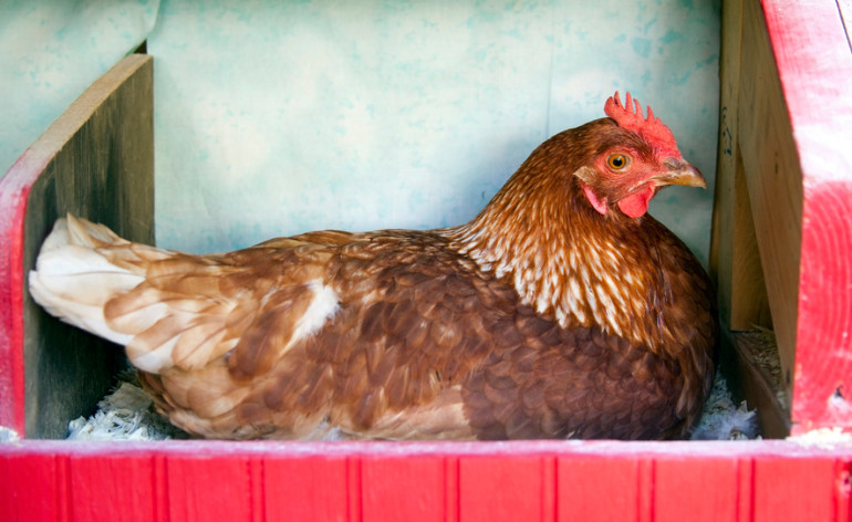 How Much Room Do Chickens Need? — Chickens in a Minute Video - Backyard ...